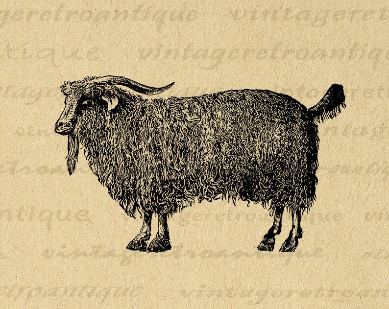 Angora Goat Graphic Download Antique Goat Digital Image - Etsy
