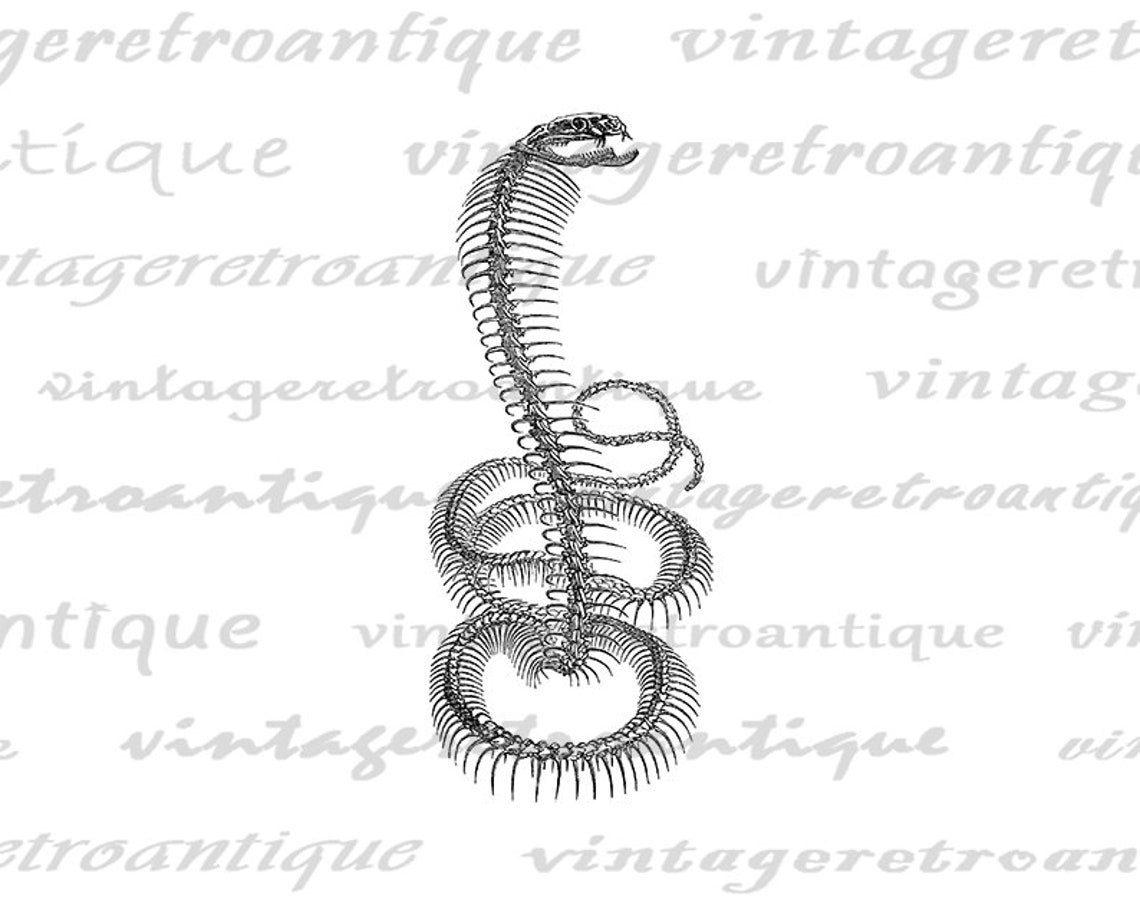 Digital Image Snake Skeleton Graphic Download Printable | Etsy