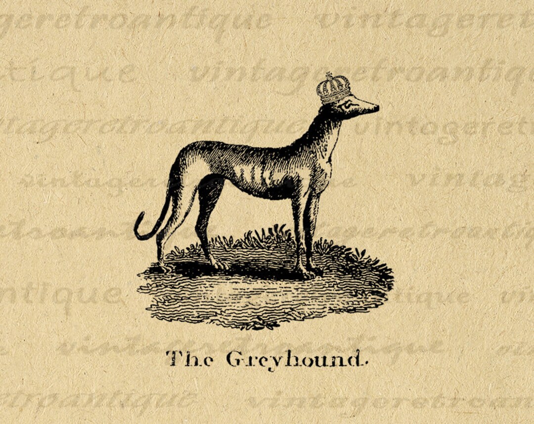 Printable Greyhound With Crown Dog Graphic Illustration Download Dog ...