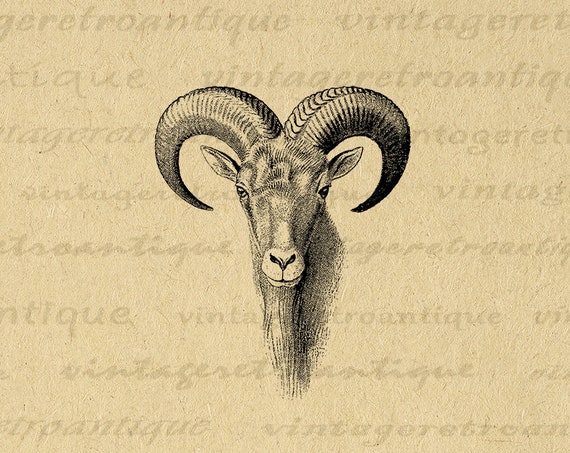 Goat Ram Graphic Printable Ram Artwork Download Animal Image | Etsy