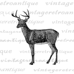 Digital Deer Image Graphic Printable Deer Illustration Antique Art ...