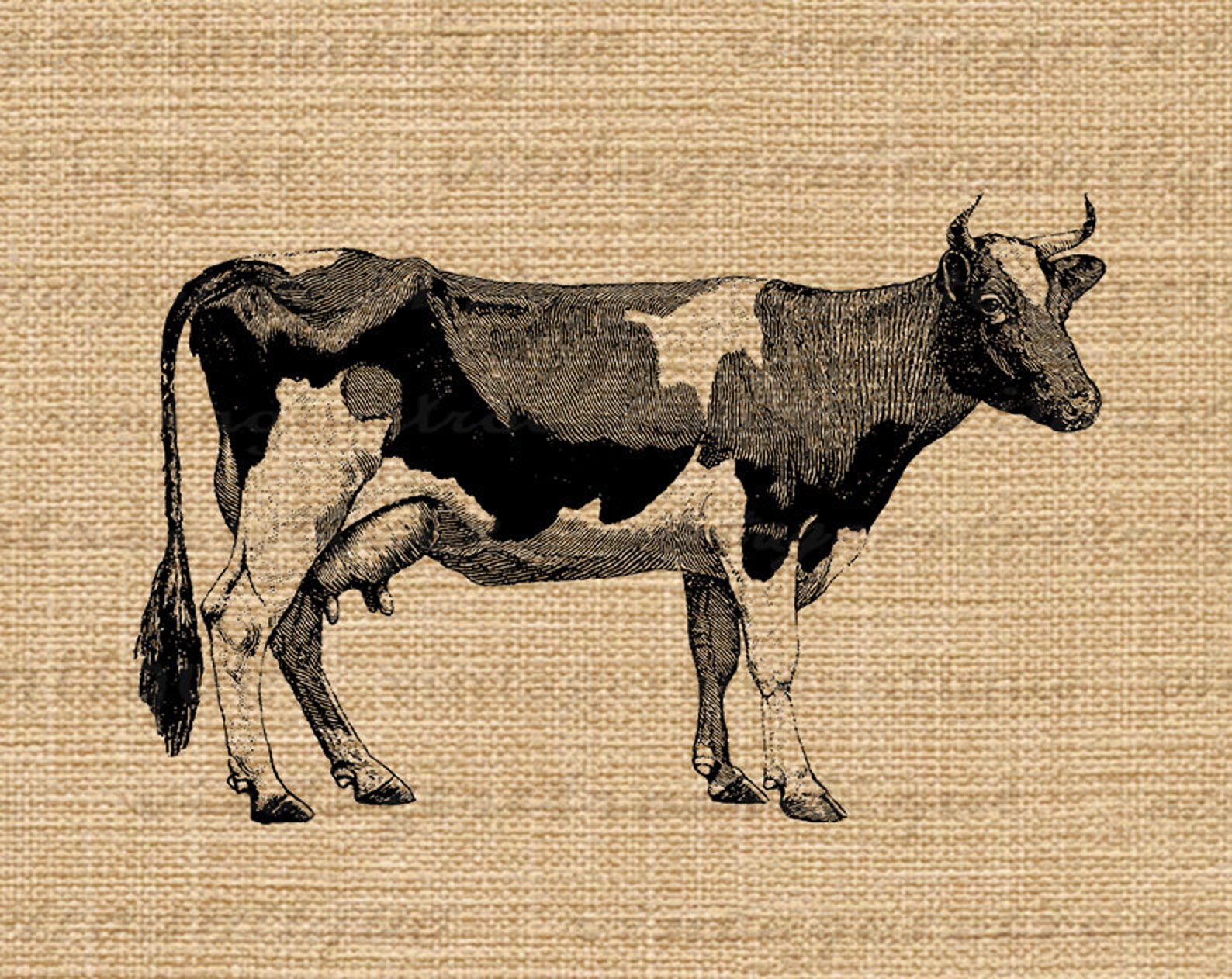 Digital Graphic Cow Printable Farm Animal Download Image Vintage Cow ...