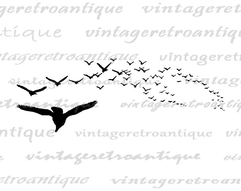 Birds in Flight Image Graphic Digital Flying Bird Printable - Etsy