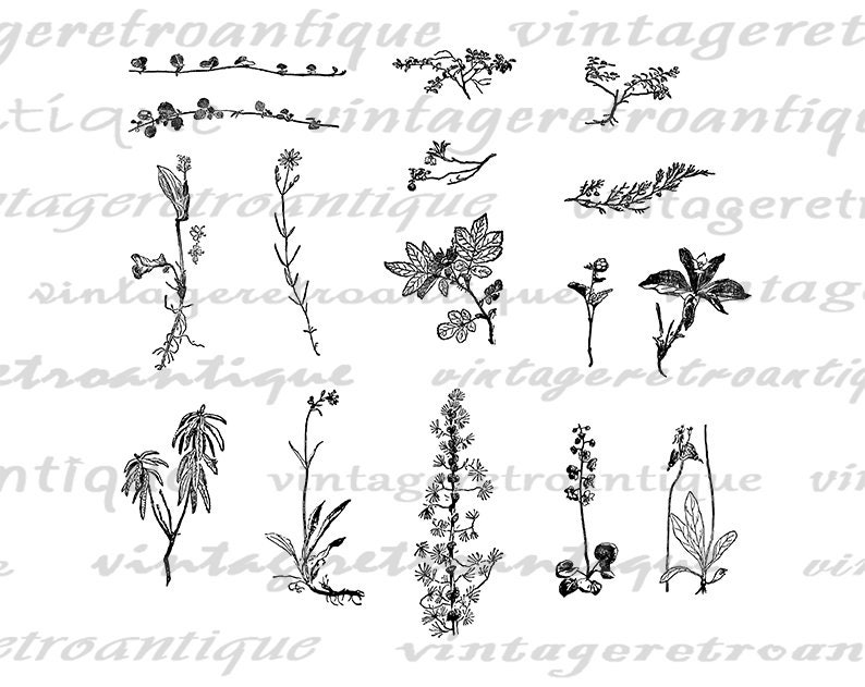 Flower and Plant Collage Sheet Digital Printable Leaves and - Etsy