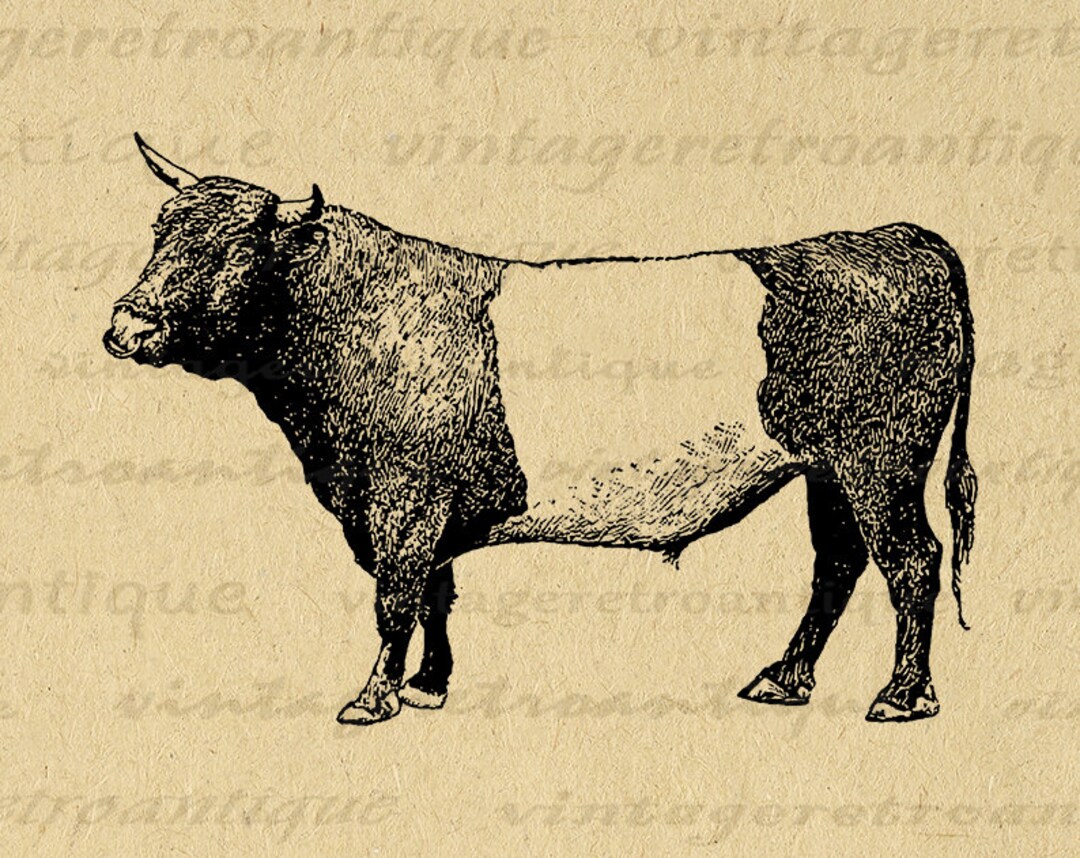 Printable Dutch Belted Bull Cow Graphic Download Digital Image Vintage ...