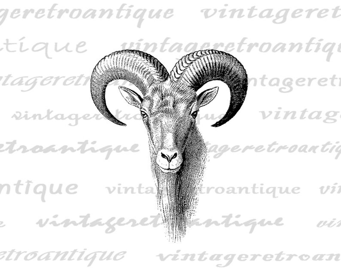 Goat Ram Graphic Printable Ram Artwork Download Animal Image - Etsy