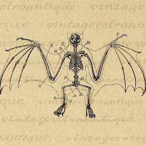Bat Skeleton Digital Printable Download Halloween Bat Image Graphic ...
