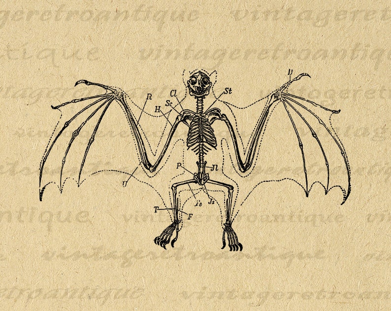 Bat Skeleton Digital Printable Download Halloween Bat Image - Etsy