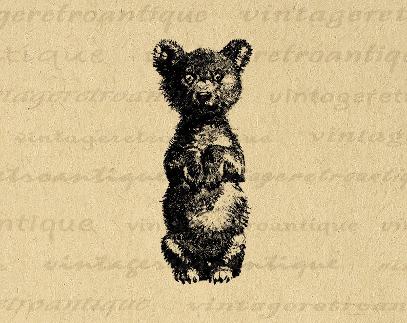 Vintage Bear Illustration