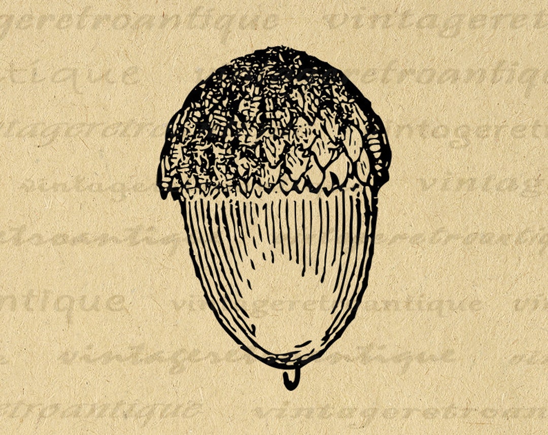 Digital Acorn Graphic Image Artwork Nature Fall Autumn Printable Acorn ...