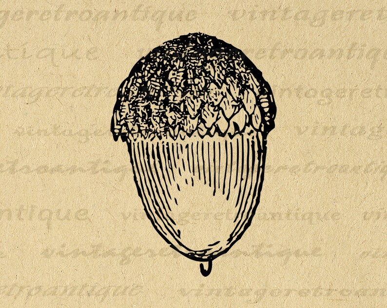 Digital Acorn Graphic Image Artwork Nature Fall Autumn Printable Acorn ...