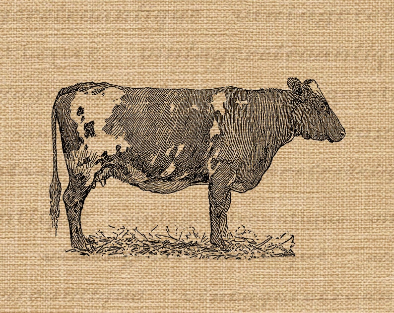 Printable Image Antique Cow Graphic Farm Animal Illustration Download ...