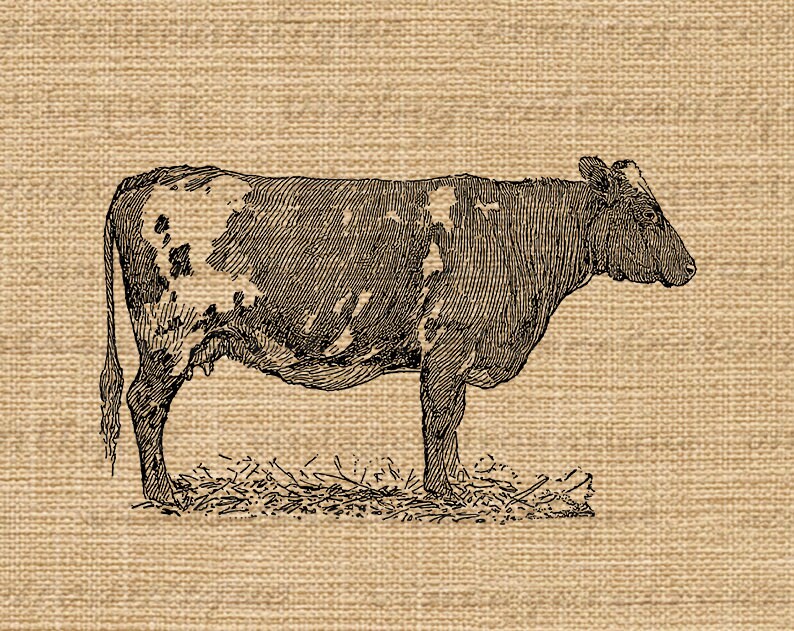 Printable Image Antique Cow Graphic Farm Animal Illustration Download ...