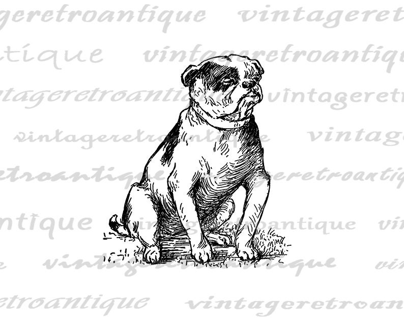 Bulldog Digital Printable Image Pet Dog Graphic Cute Animal - Etsy