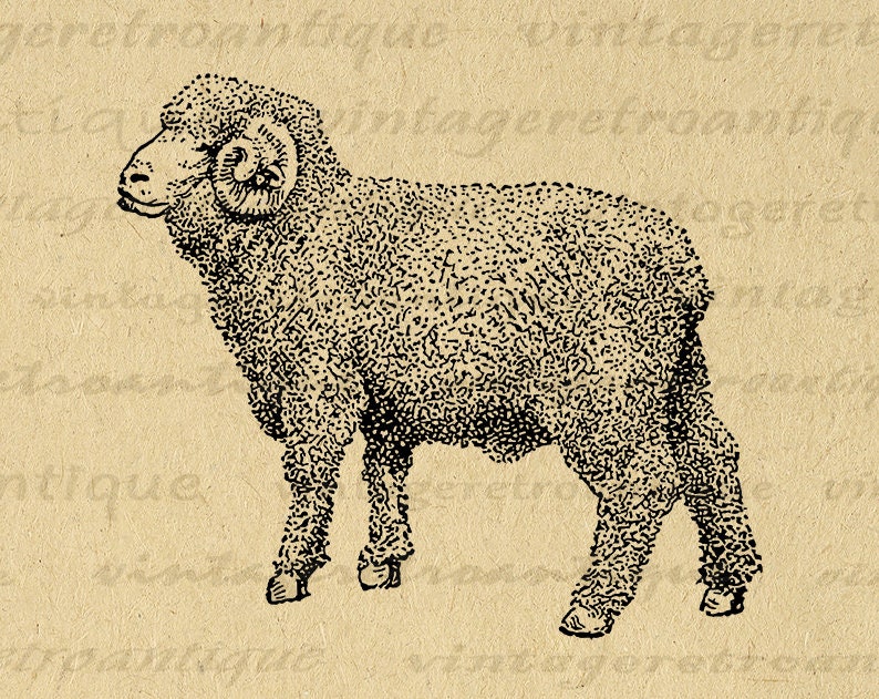 Printable Ram Sheep Digital Image Download Cute Sheep Art Farm - Etsy ...