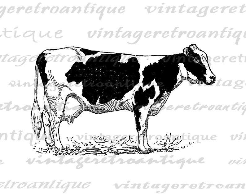 Printable Holstein Cow Digital Image Farm Animal Illustration - Etsy