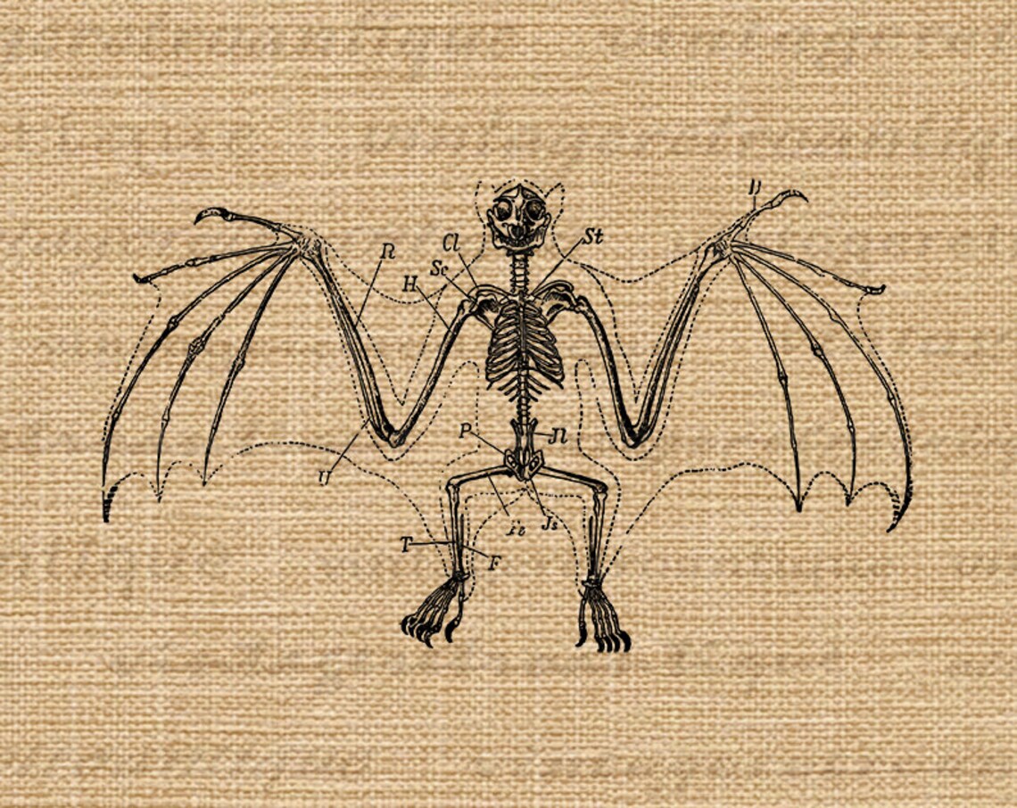 Bat Skeleton Digital Printable Download Halloween Bat Image - Etsy
