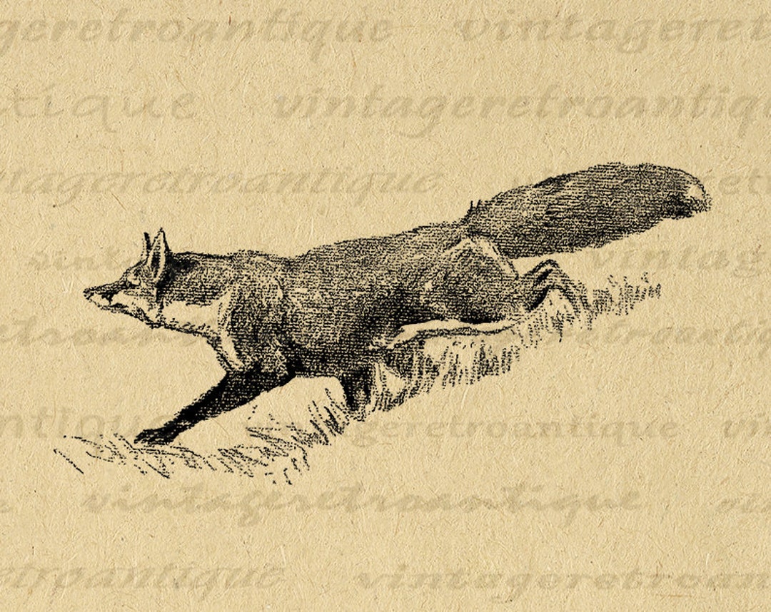Fox Graphic Printable Animal Digital Image Download Illustration ...