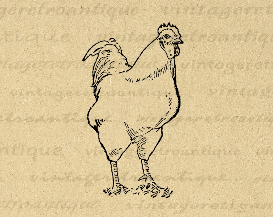 Chicken Graphic Printable Digital Chicken Image Download Farm Animal ...