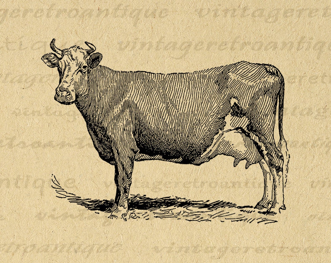 Antique Cow Digital Graphic Image Printable Farm Animal Cow ...