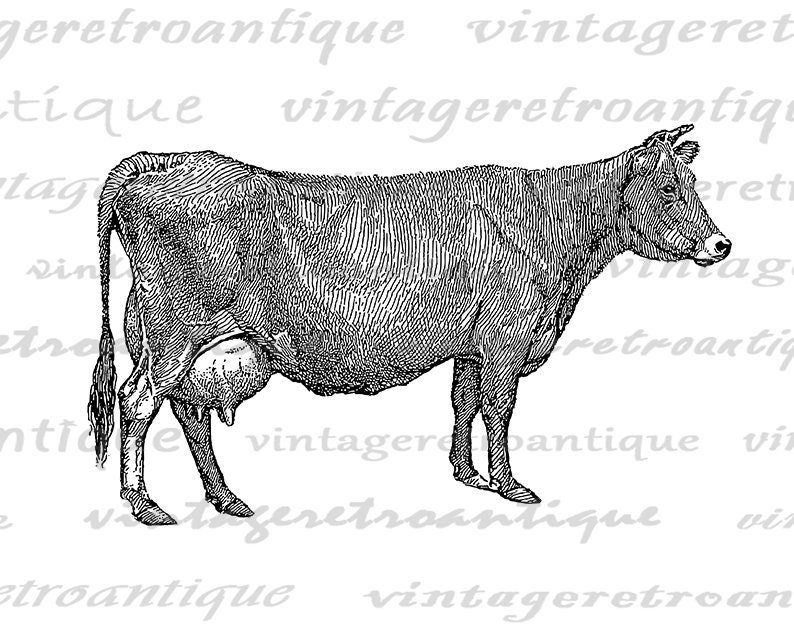 Printable Cow Graphic Image Farm Animal Artwork Download | Etsy