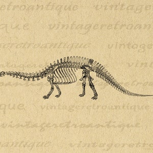 Digital Dinosaur Skeleton Brontosaurus Image Graphic Printable Download ...