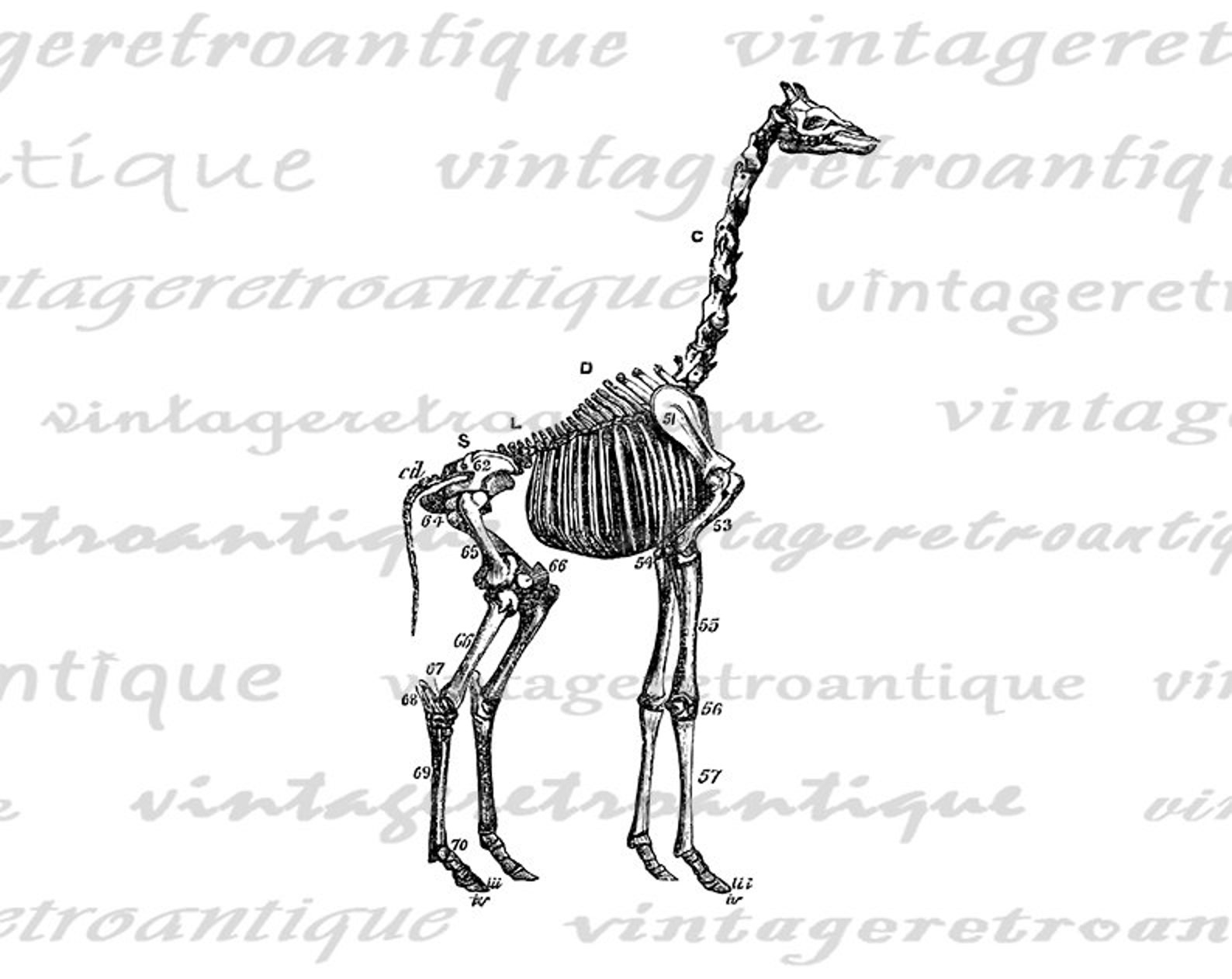 Giraffe Skeleton Image Printable Graphic Digital Animal Anatomy Art ...