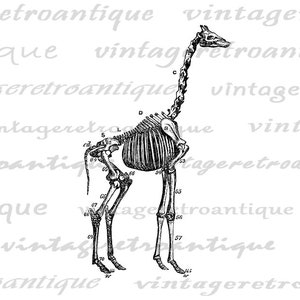 Giraffe Skeleton Image Printable Graphic Digital Animal Anatomy Art ...