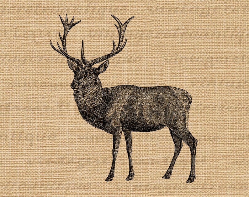 Printable Digital Red Deer Graphic Download Deer Illustration - Etsy