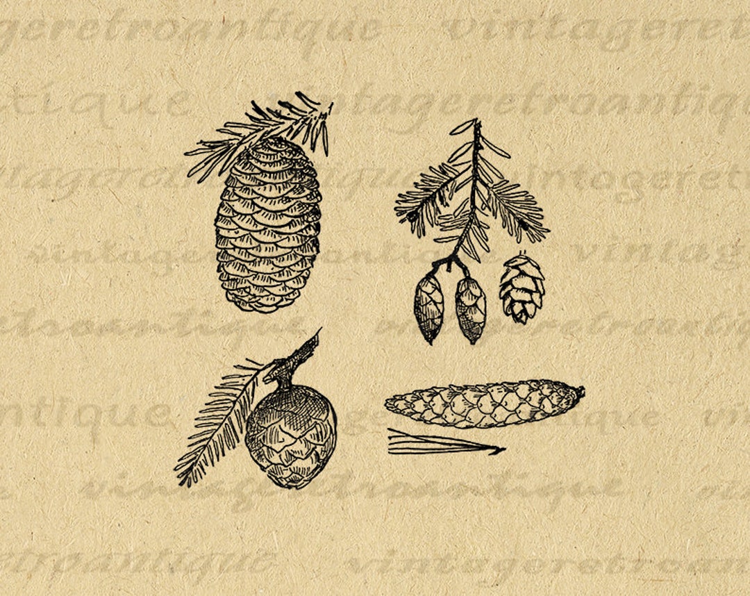 Digital Image Pinecones Pine Cone Collage Sheet Graphic Printable ...