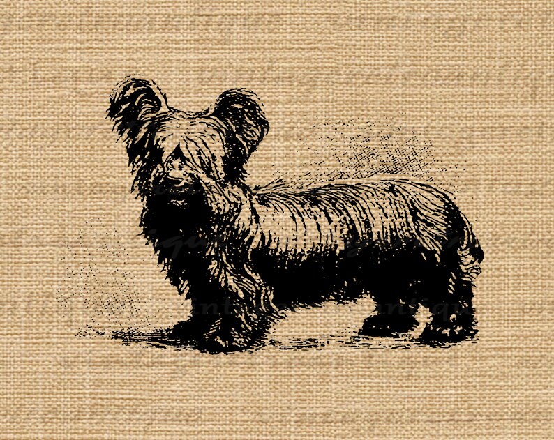 Digital Image Small Dog Graphic Download Printable Pet Dog - Etsy