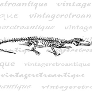 Alligator Skeleton Digital Graphic Download Image Printable Alligator ...