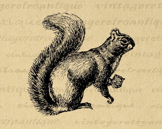 Digital Graphic Squirrel With Nut Printable Illustration Image - Etsy