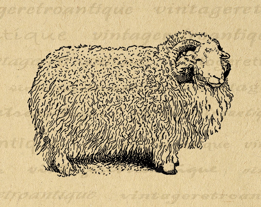 Printable Herdwick Ram Sheep Image Graphic Illustrated Digital Download ...
