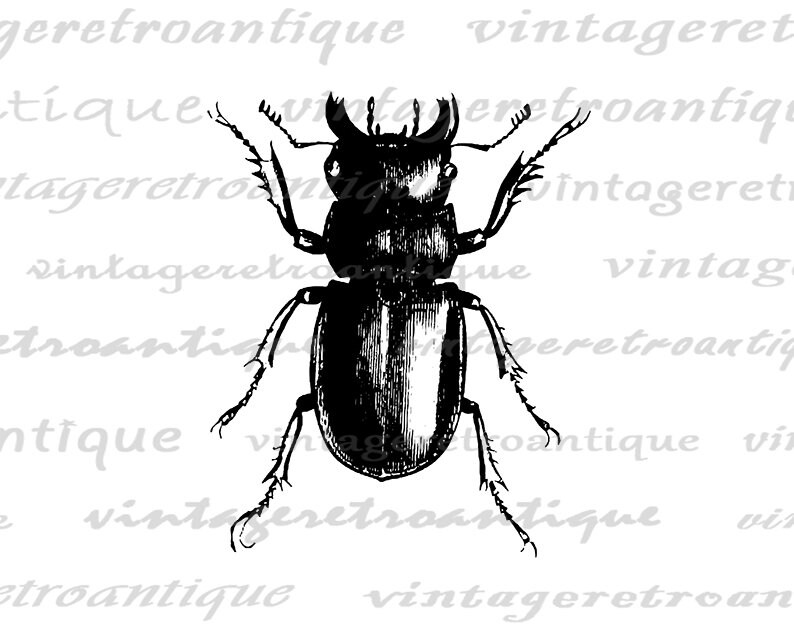 Digital Printable Beetle Insect Graphic Download Bug - Etsy