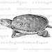 Terrapin Turtle Digital Graphic Printable Illustration Animal Image ...