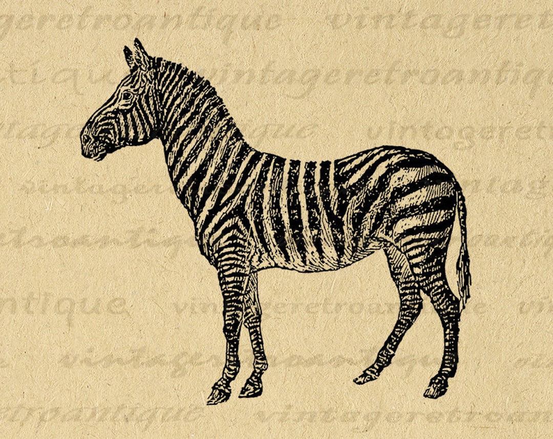 Printable Digital Zebra Graphic Illustration Image Download Antique ...