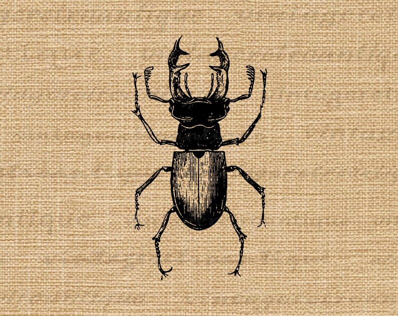 Printable Beetle Digital Image Graphic Insect Bug Download Vintage ...