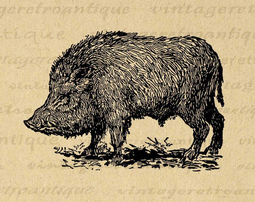 Printable Wild Boar Digital Image Antique Illustration Graphic Download ...
