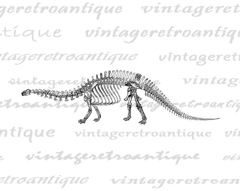 Digital Dinosaur Skeleton Brontosaurus Image Graphic Printable - Etsy