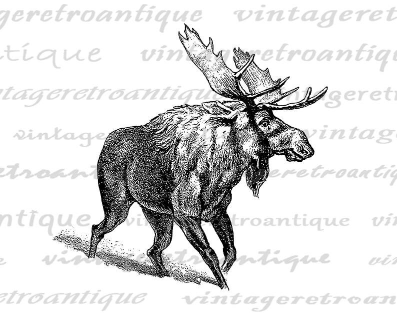 Digital Printable Moose Illustration Download Moose Graphic - Etsy