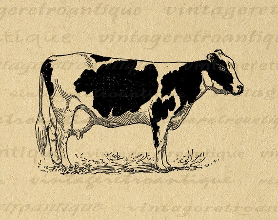 Printable Holstein Cow Digital Image Farm Animal Illustration - Etsy