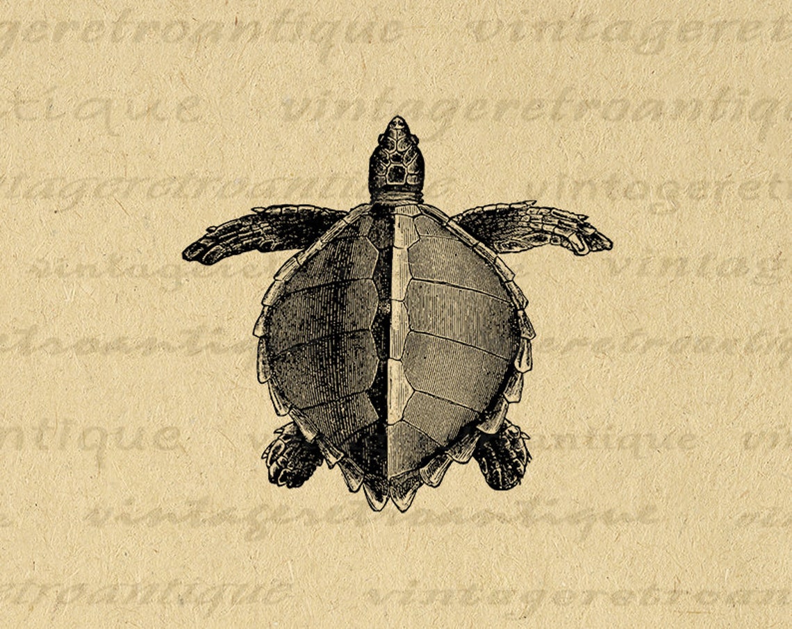Printable Digital Vintage Sea Turtle Image Download | Etsy