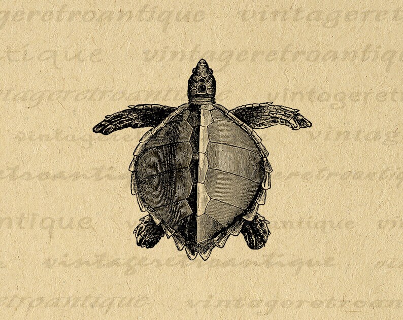 Printable Digital Vintage Sea Turtle Image Download - Etsy