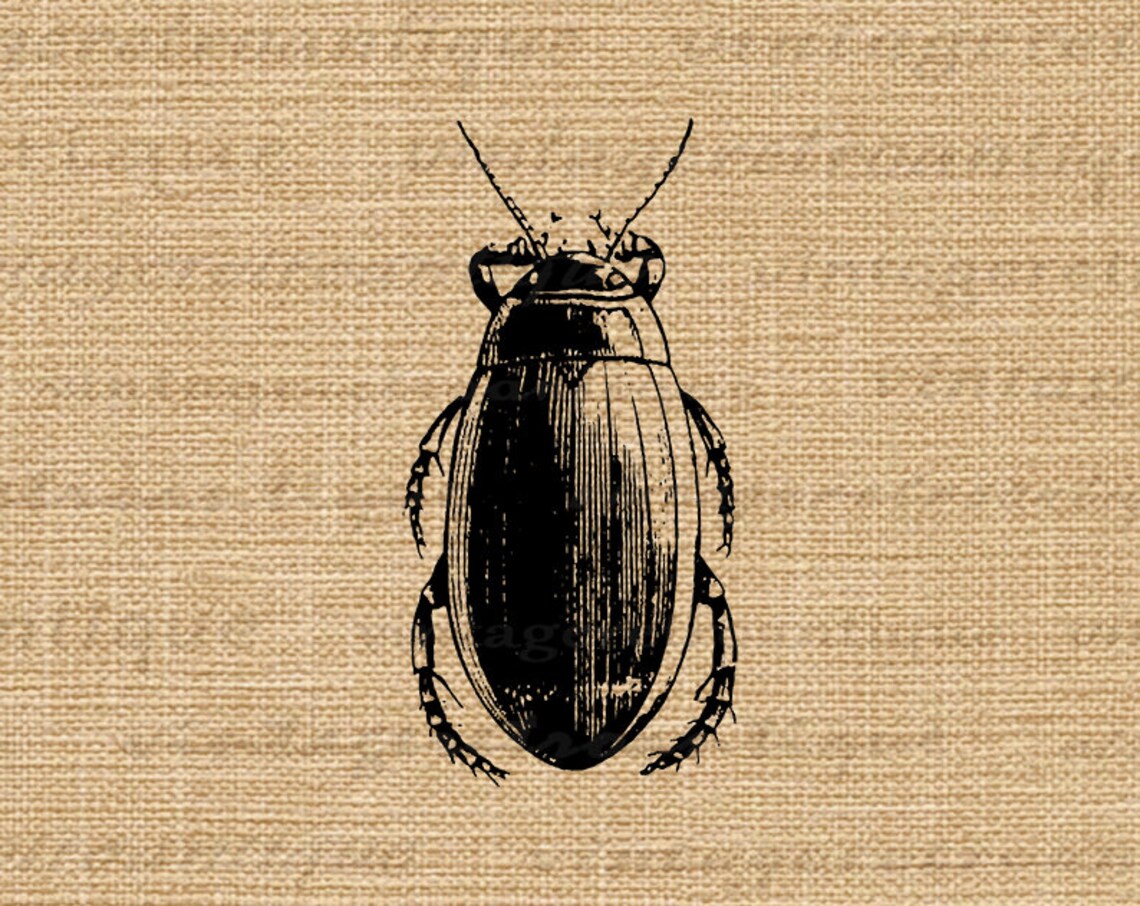 Printable Image Beetle Graphic Beetle Illustration Digital - Etsy