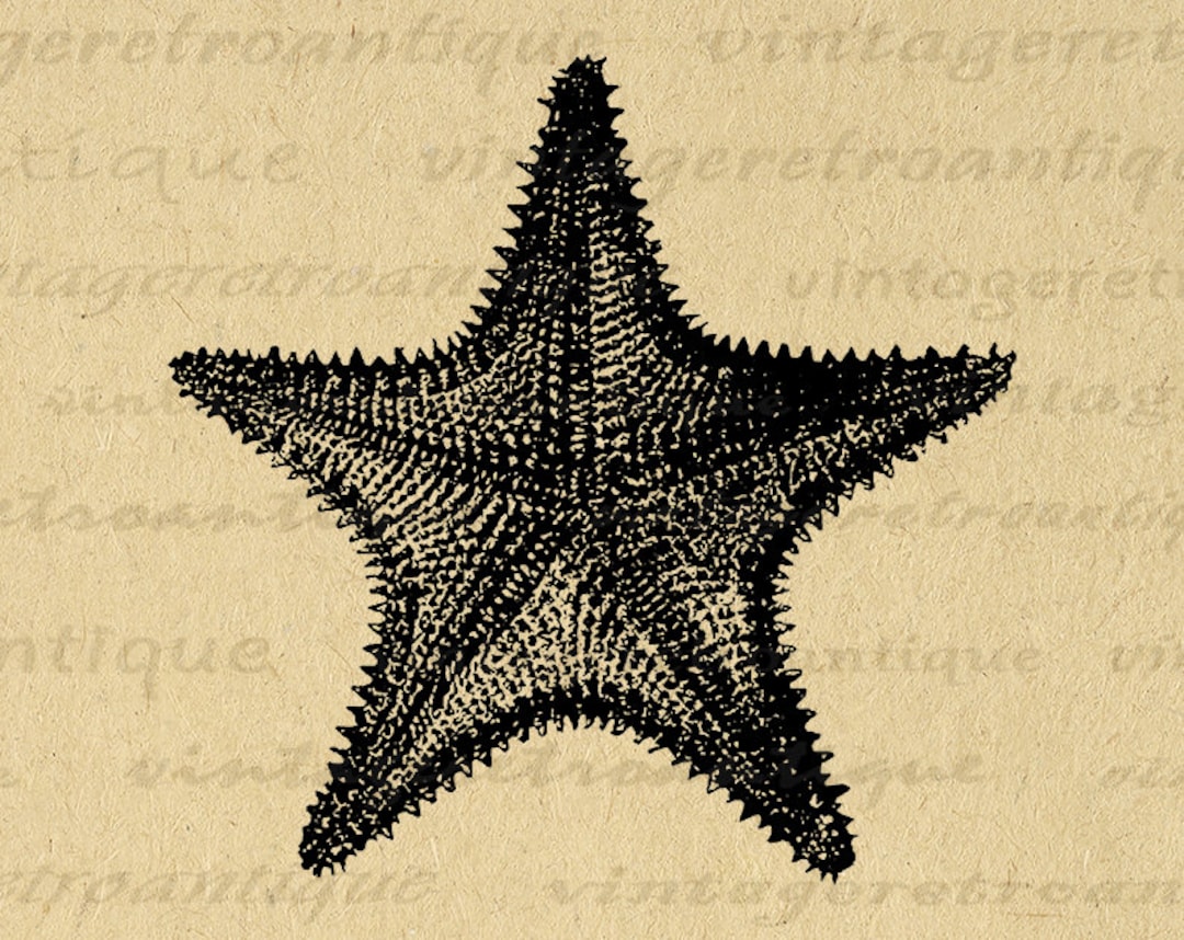 Printable Starfish Image Digital Star Fish Download Illustration ...