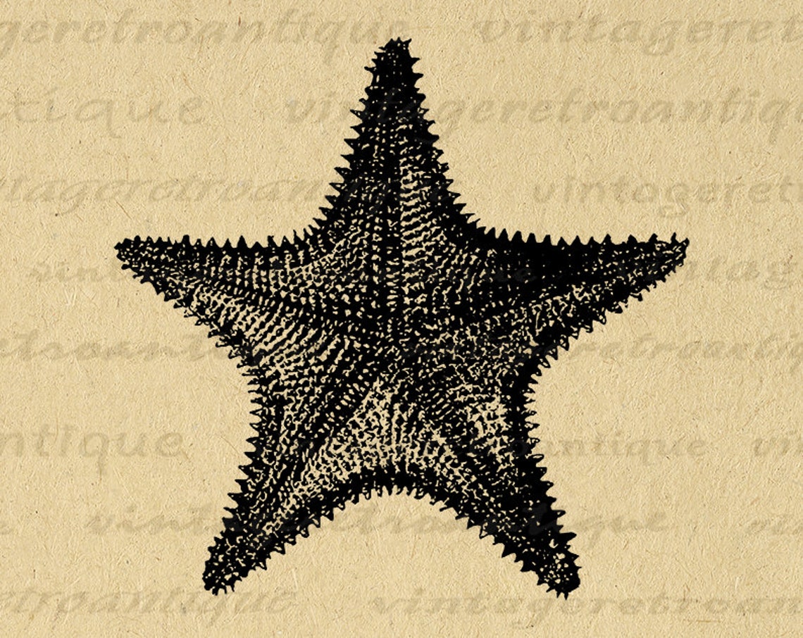 Printable Starfish Image Digital Star Fish Download - Etsy