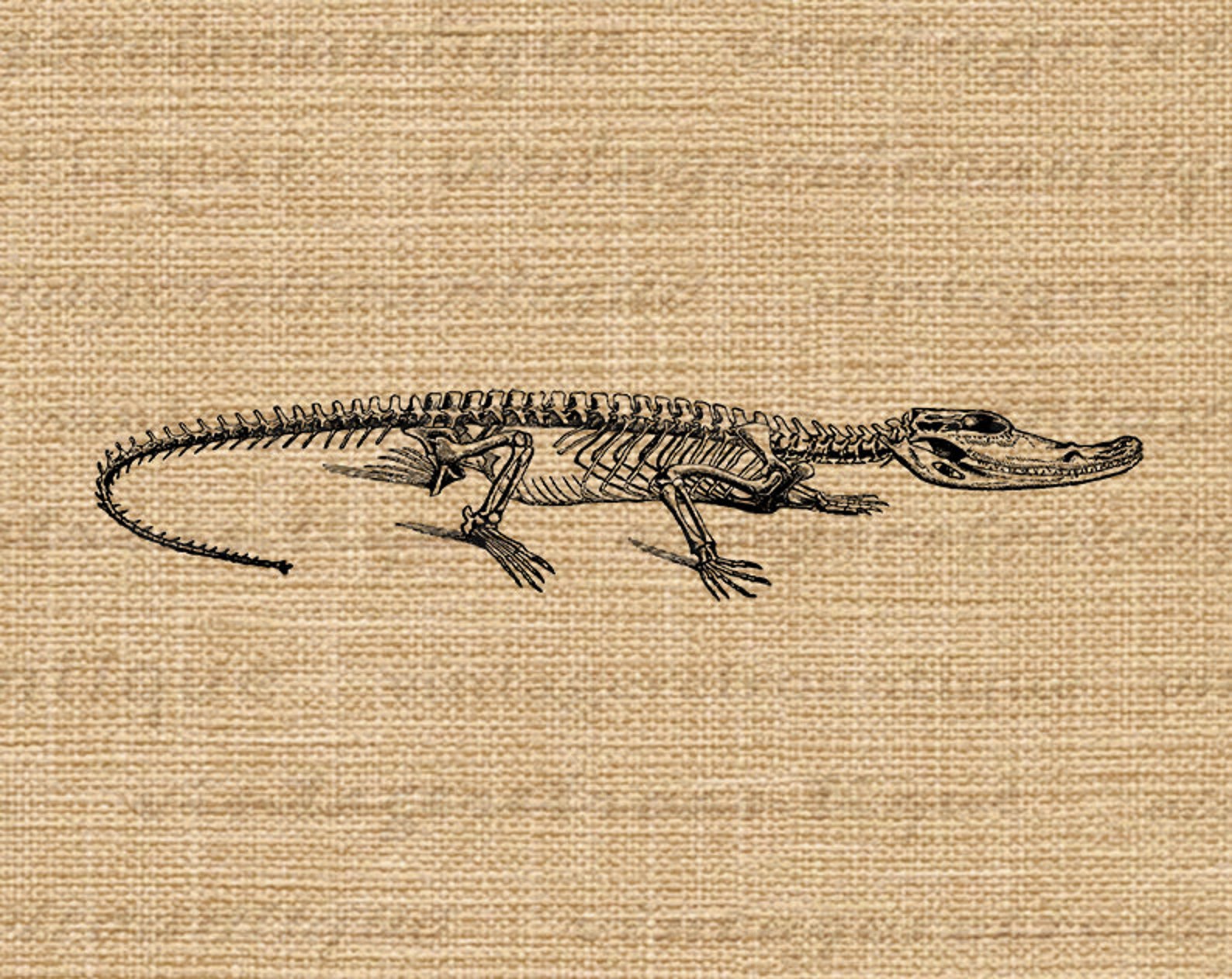 Alligator Skeleton Digital Graphic Download Image Printable - Etsy