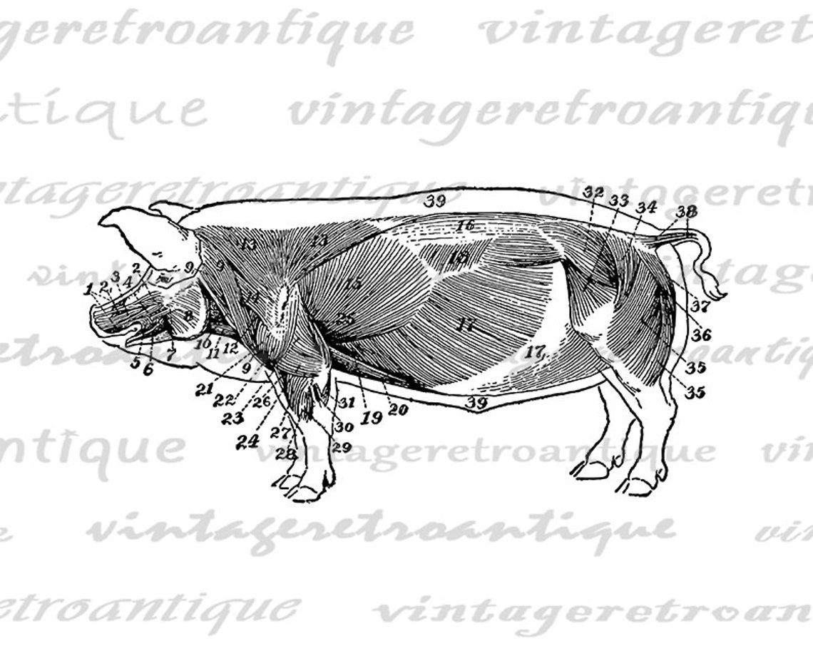 Printable Pig Diagram Digital Image Pig Graphic Illustration - Etsy