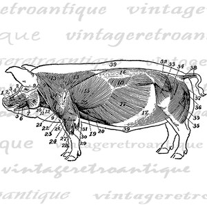 Printable Pig Diagram Digital Image Pig Graphic Illustration Image ...
